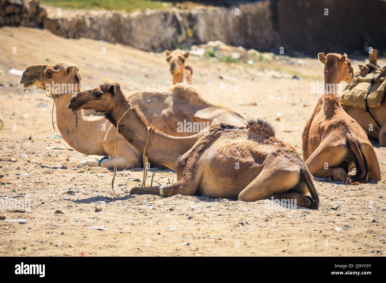 Big Group of African Camels on the Animal Market in Keren, Eritrea ...