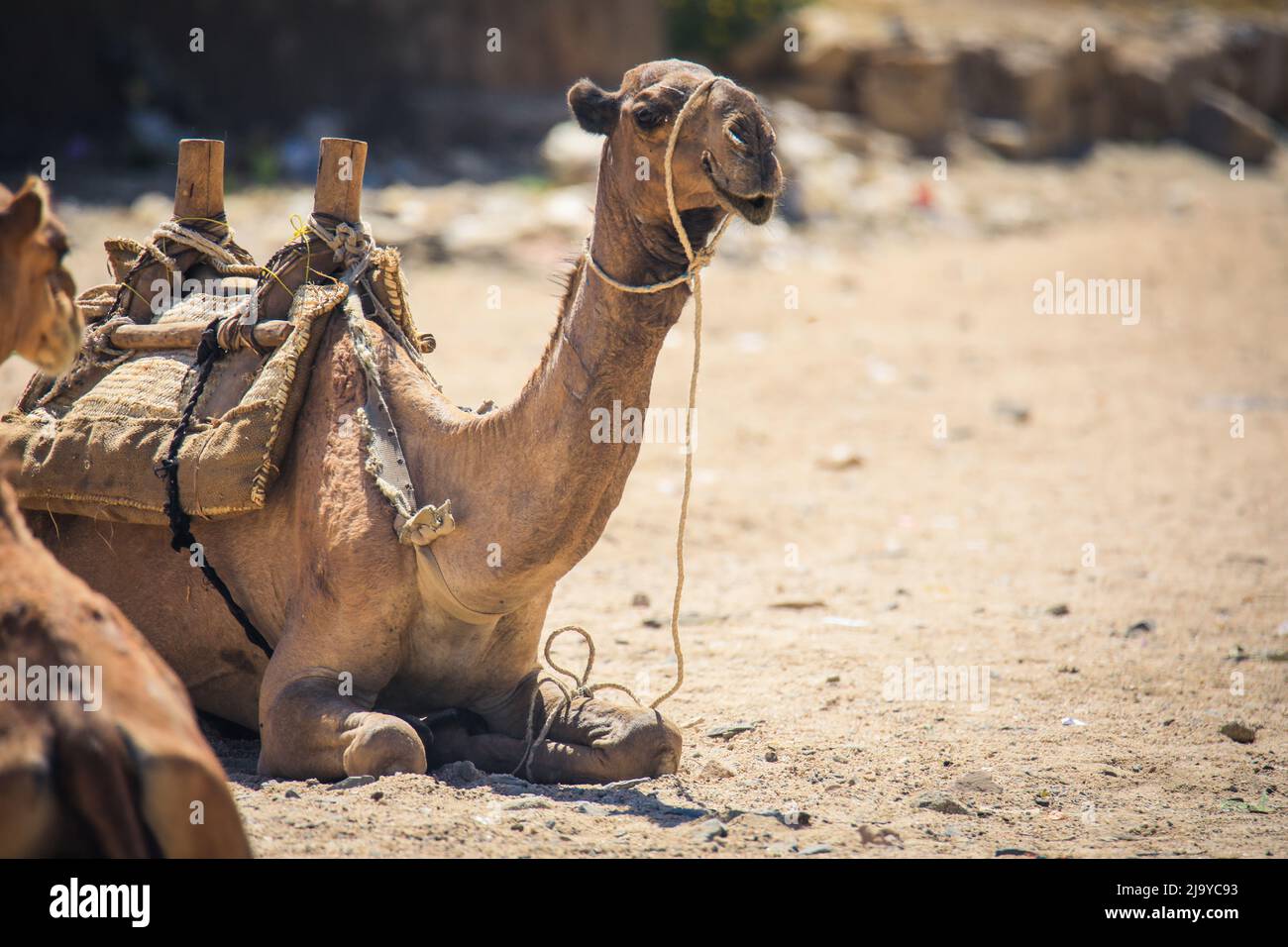 Big Group of African Camels on the Animal Market in Keren, Eritrea ...