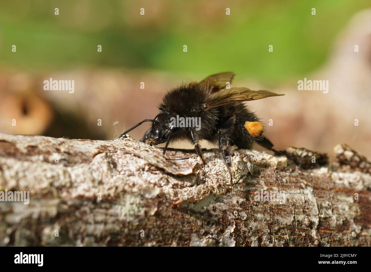 Closeup on a queens tree bumblebee, Bombus hypnorum, sitting on a twig ...