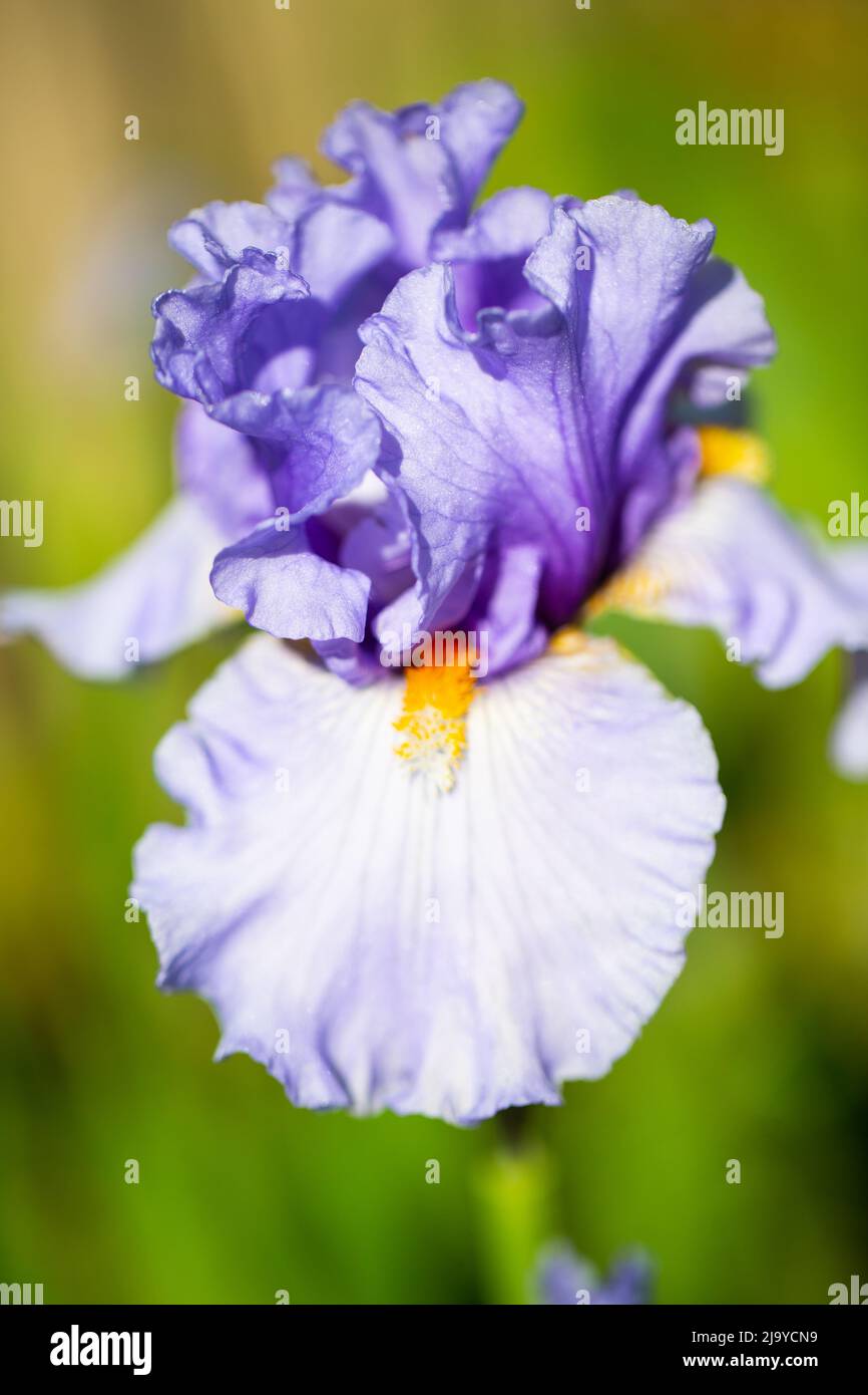 Iris, (hybrid) blooms from May, garden, gardening, flowers in the ...