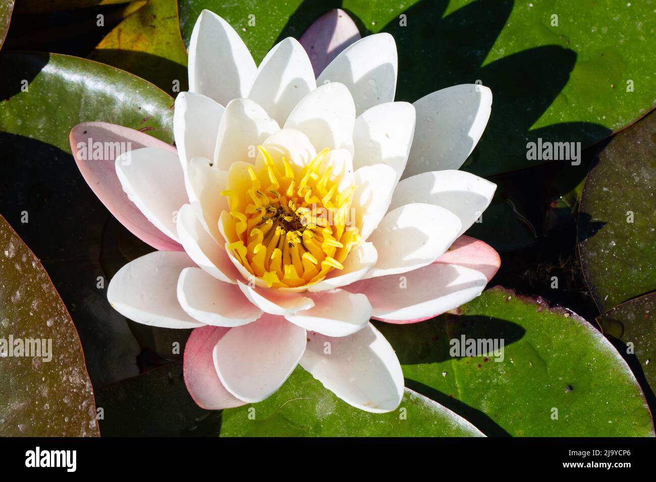 Water lilies in the pond, (Nymphaea).are a genus of plants in the water ...