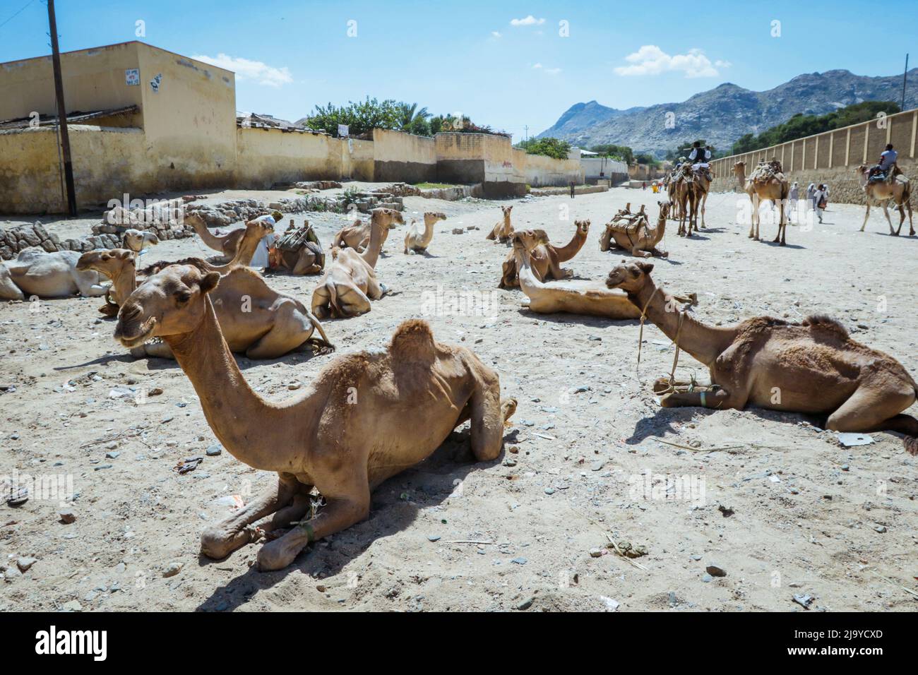 Big Group of African Camels on the Animal Market in Keren, Eritrea Stock Photo - Alamy