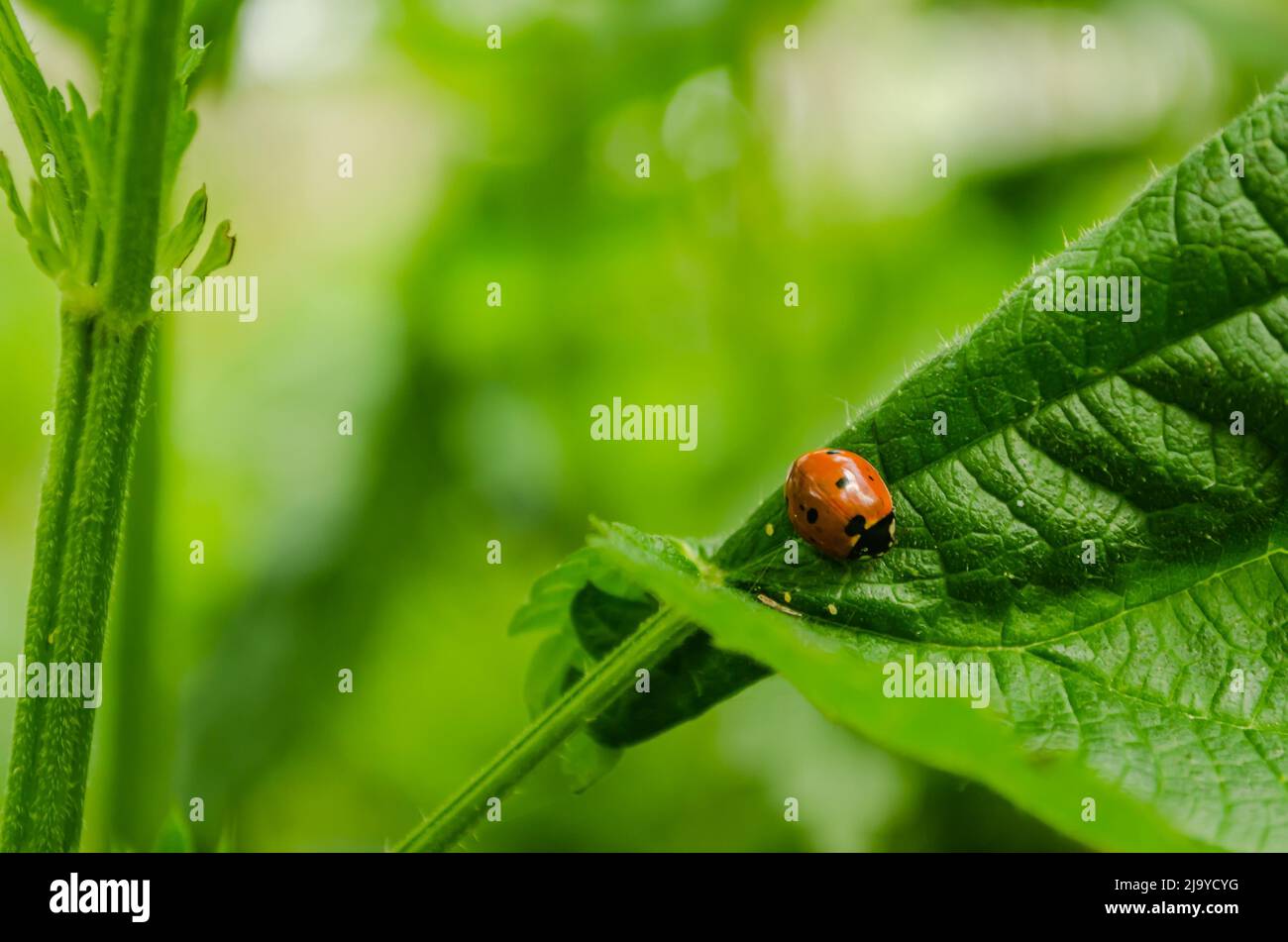 Natural insect view hi-res stock photography and images - Alamy