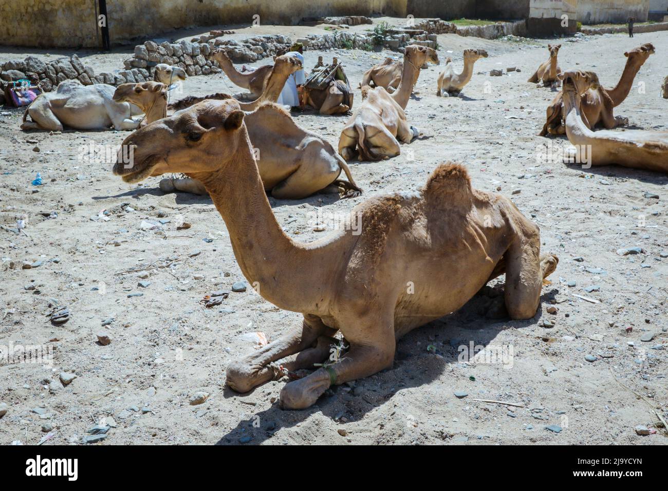 Big Group of African Camels on the Animal Market in Keren, Eritrea ...