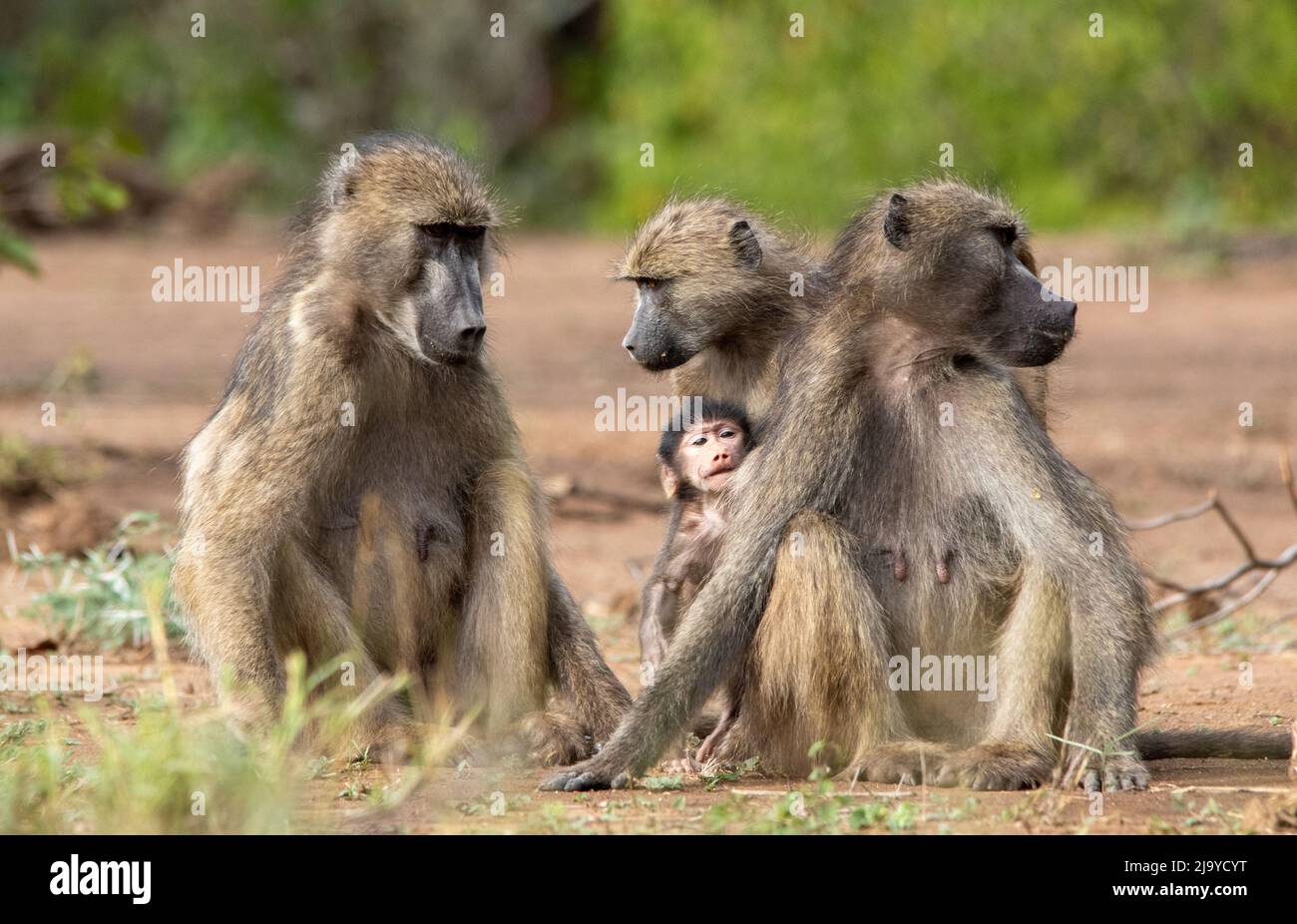Social interaction between the members of a chacma baboon family group ...