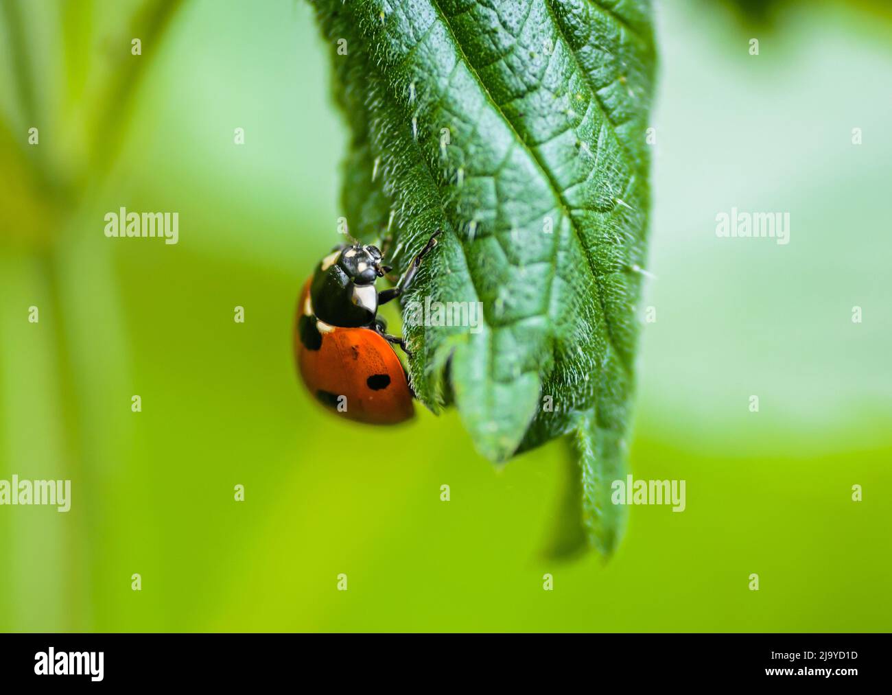 Natural insect view hi-res stock photography and images - Alamy