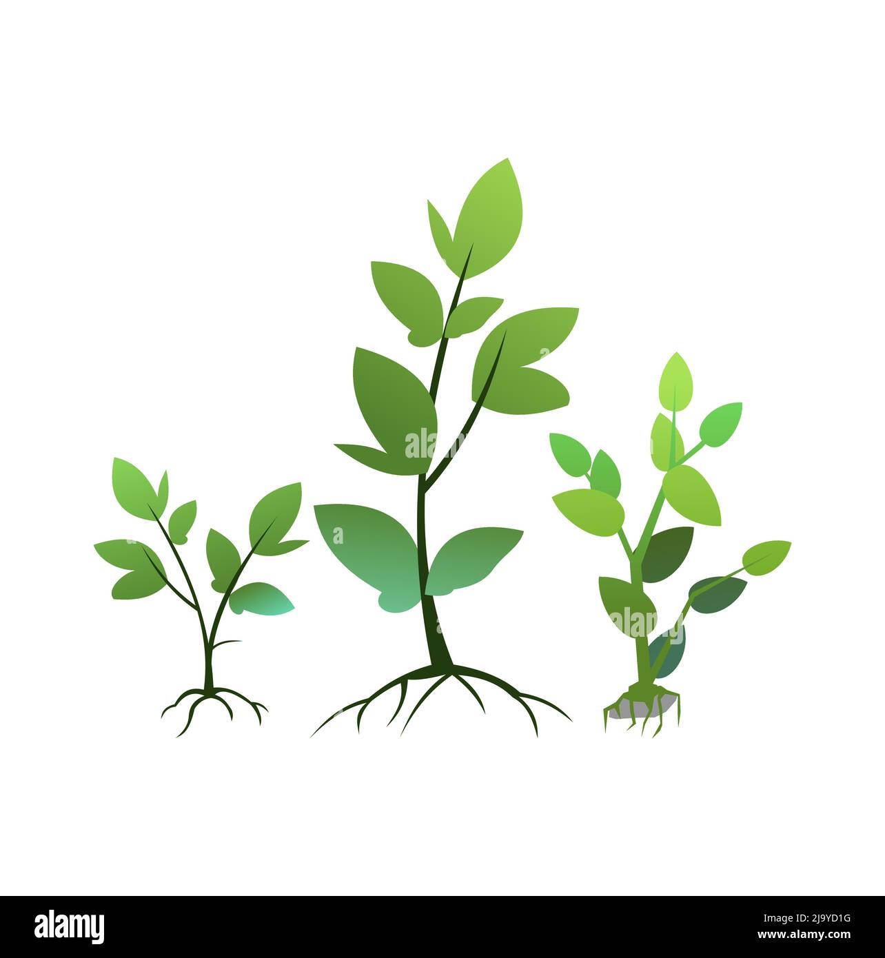 Seedling garden plants with roots. Sowing agricultural material ...