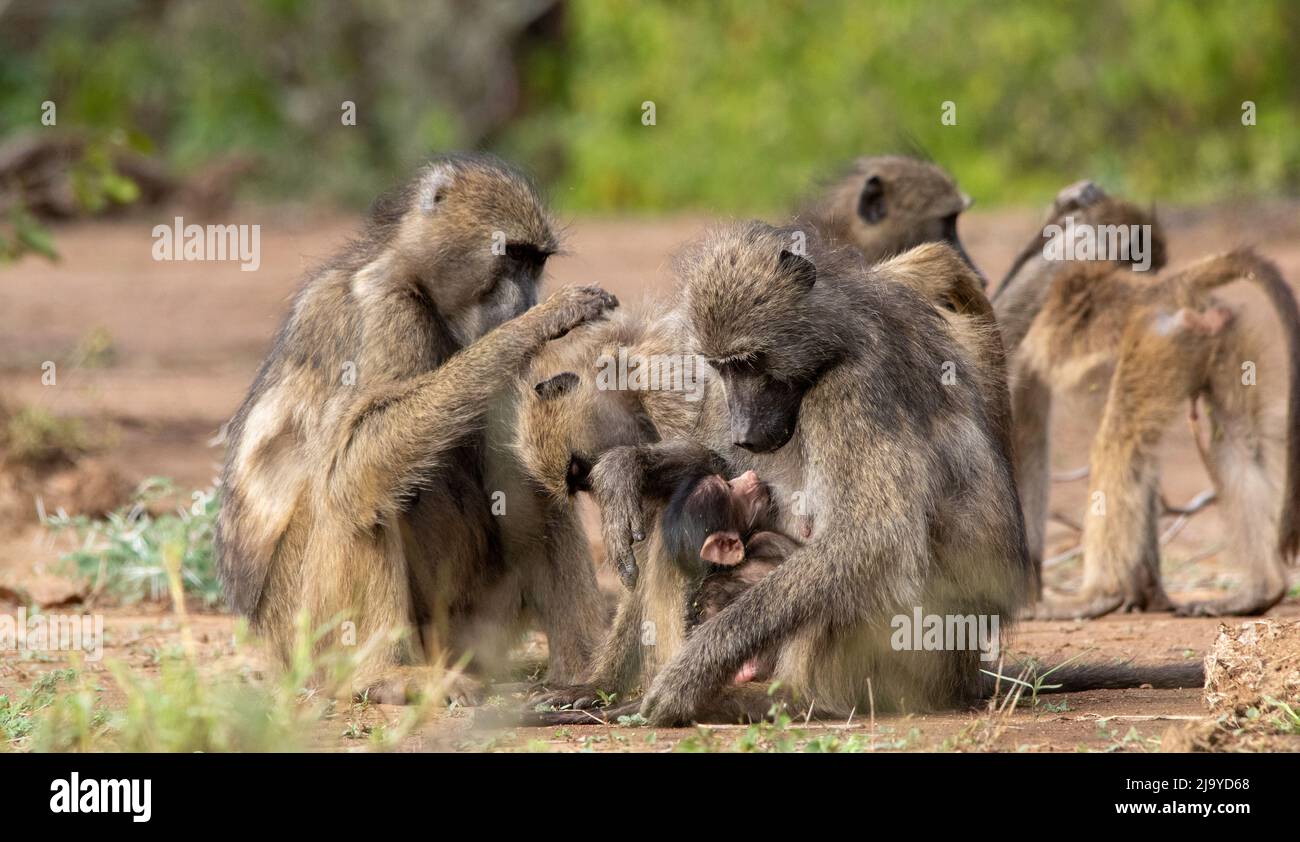 Social interaction between the members of a chacma baboon family group ...
