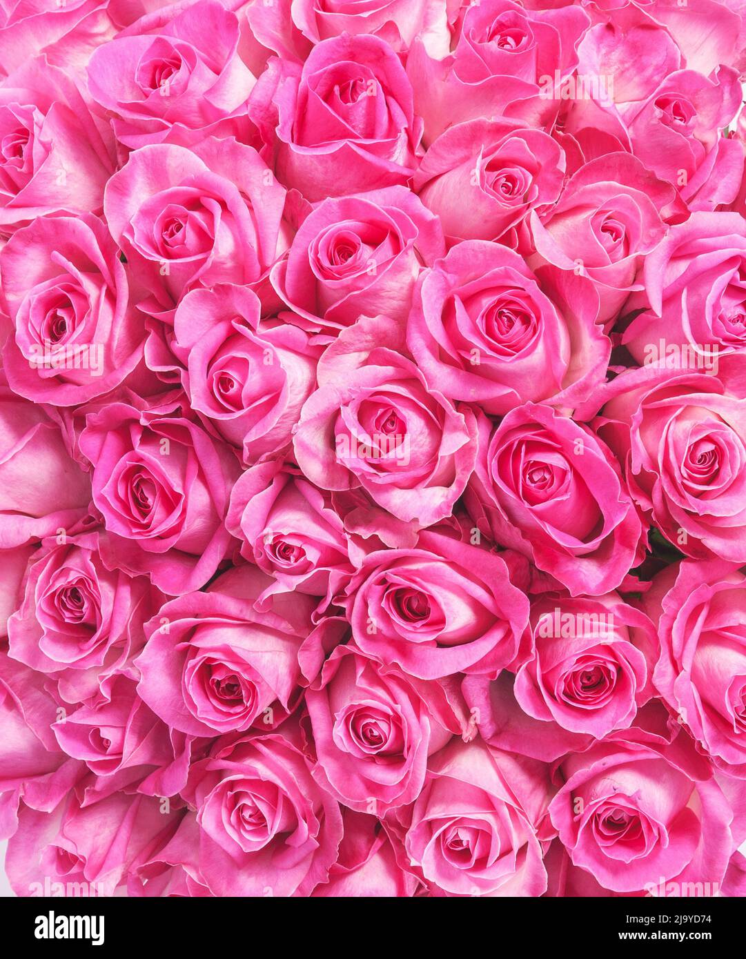 Background image of pink roses Stock Photo - Alamy