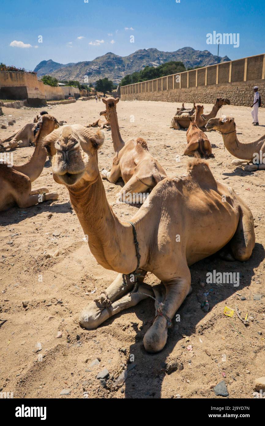 Big Group of African Camels on the Animal Market in Keren, Eritrea ...
