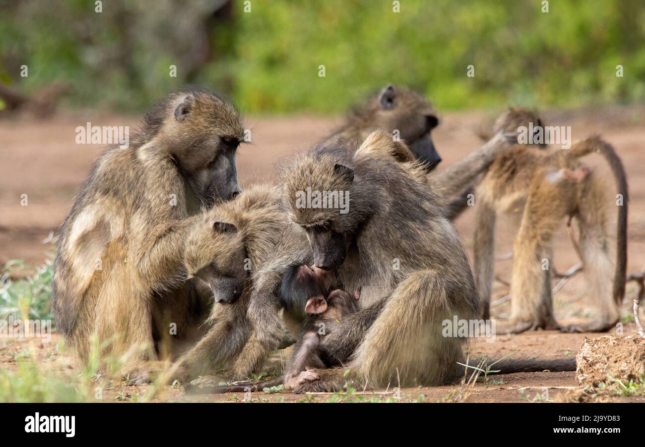 Social interaction between the members of a chacma baboon family group ...