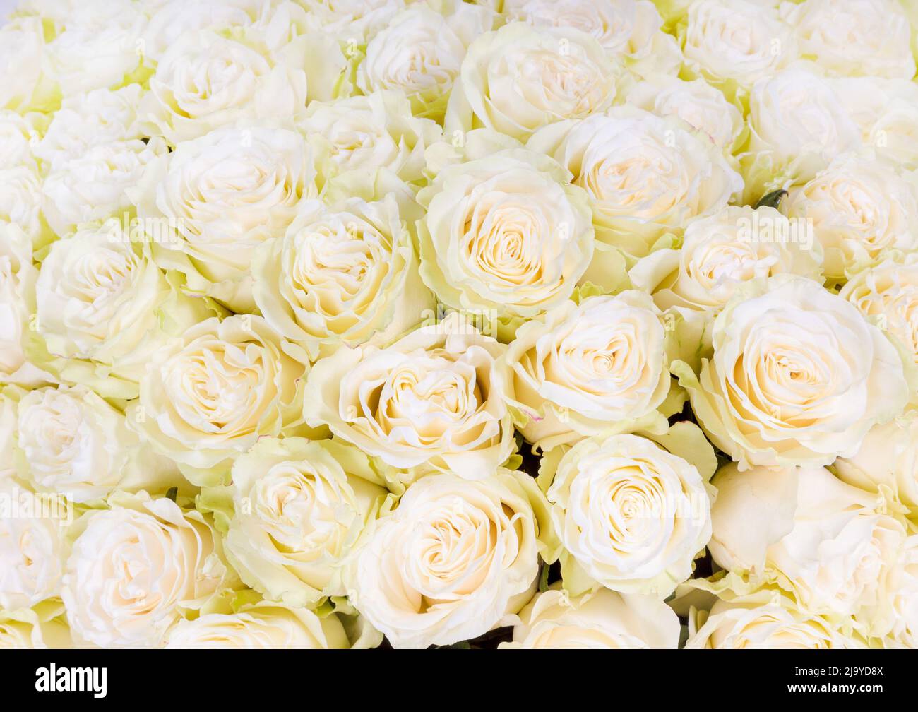 Many white roses as a floral background Stock Photo - Alamy