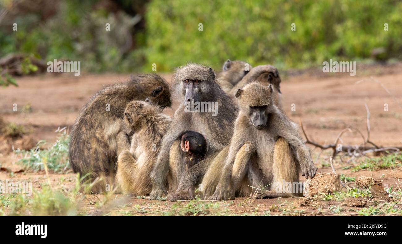 Social interaction between the members of a chacma baboon family group ...
