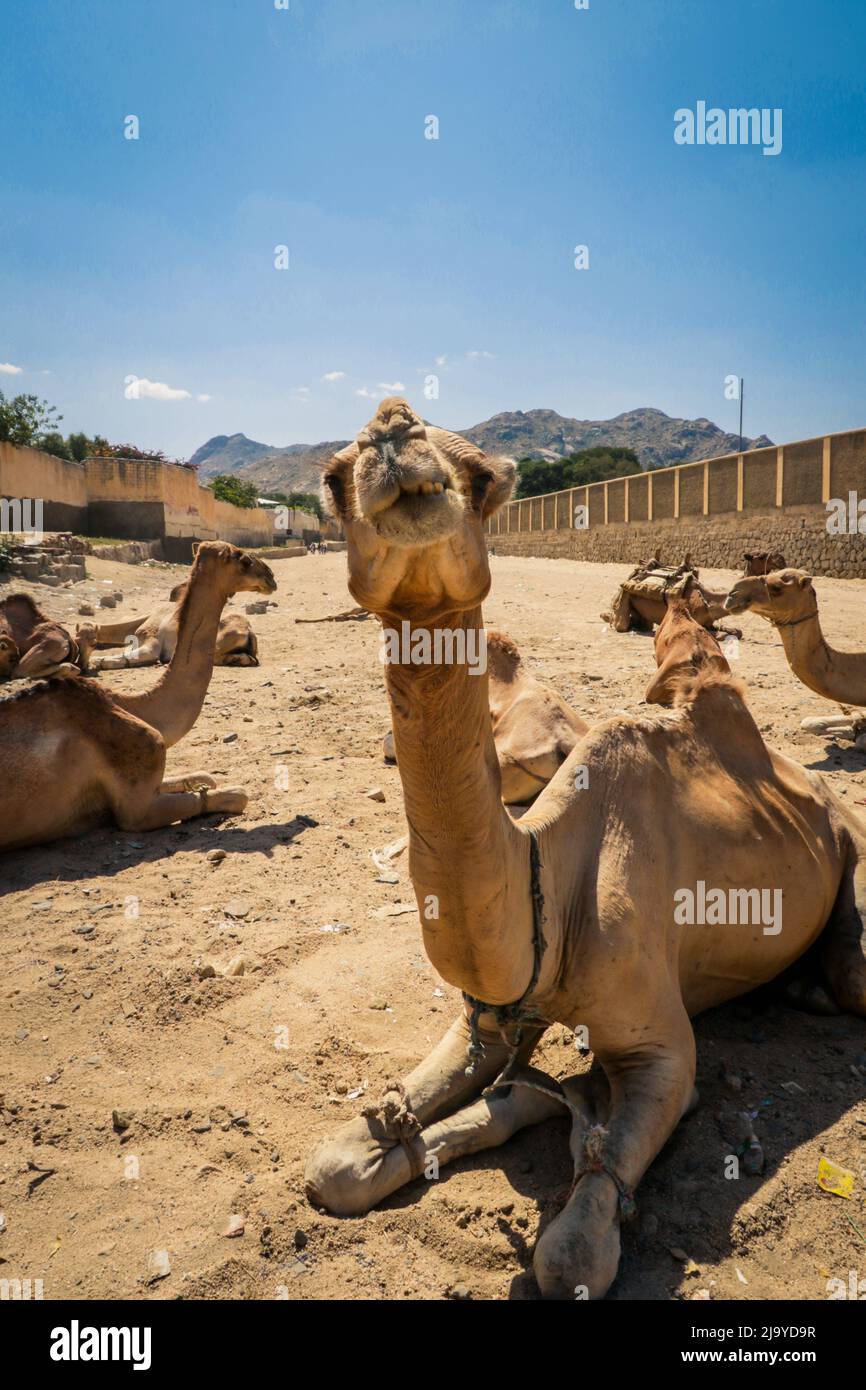 Big Group of African Camels on the Animal Market in Keren, Eritrea ...