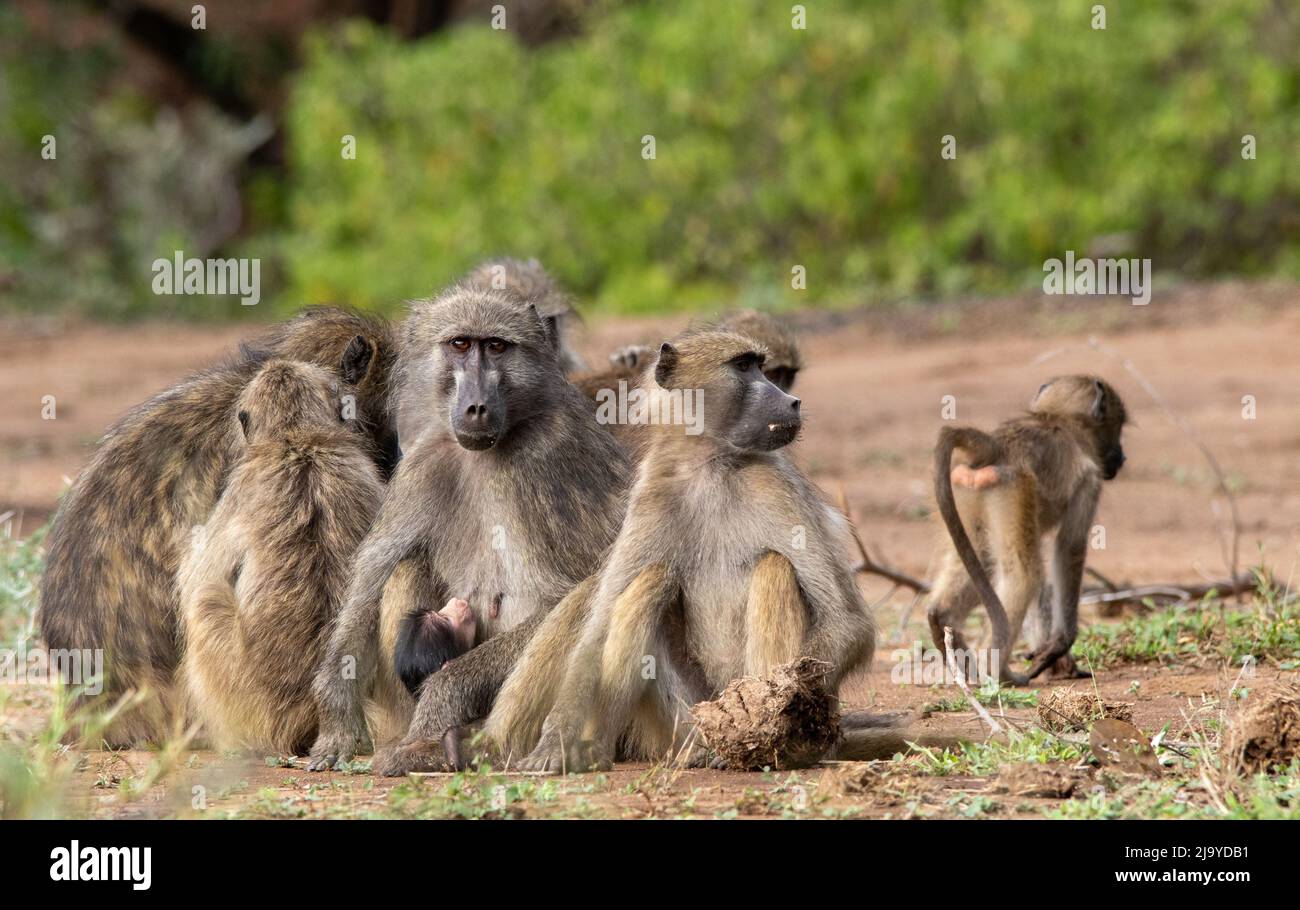 Social interaction between the members of a chacma baboon family group ...
