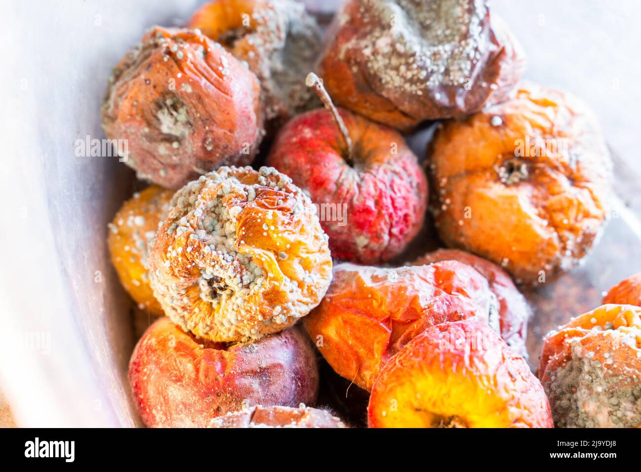 Putrefactive bacteria hi-res stock photography and images - Alamy