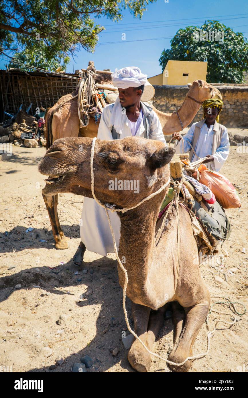 Camel and camel seller hi-res stock photography and images - Alamy