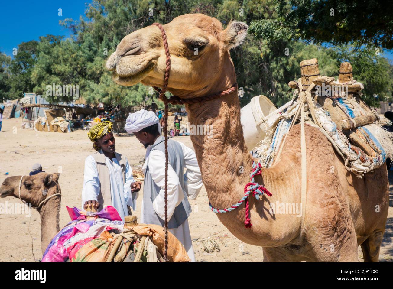 Camel Seller in Traditional Eritrean Dress on the Animal Market Stock ...