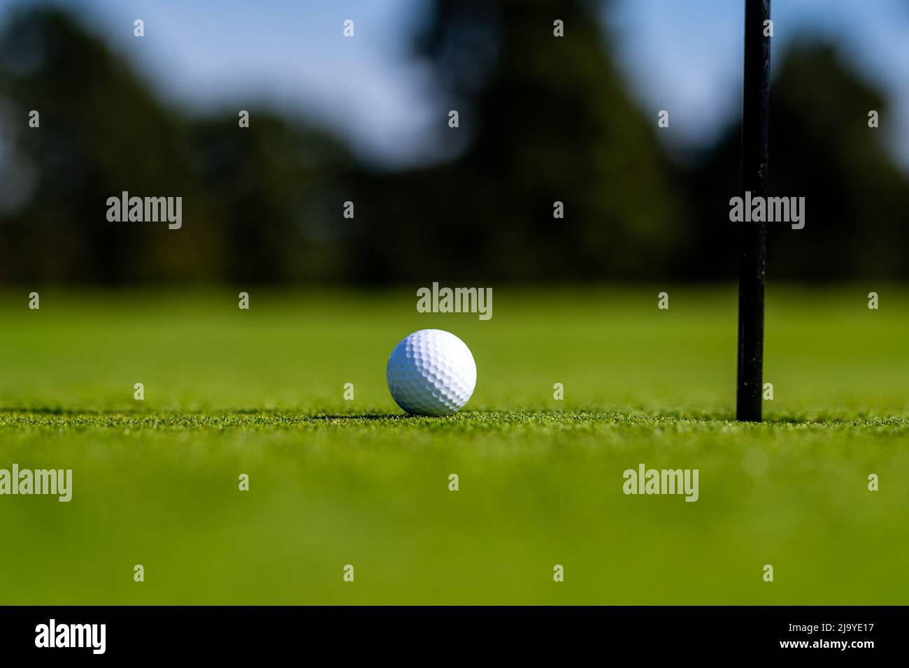 Golf ball close-up in soft focus at grass. Golf balls on grass with ...
