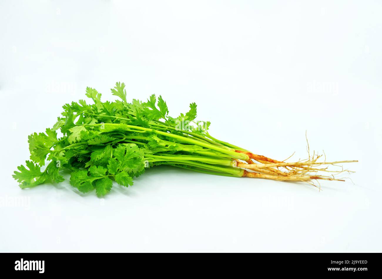 The bunch Coriander with root on white background. Fresh organic ...