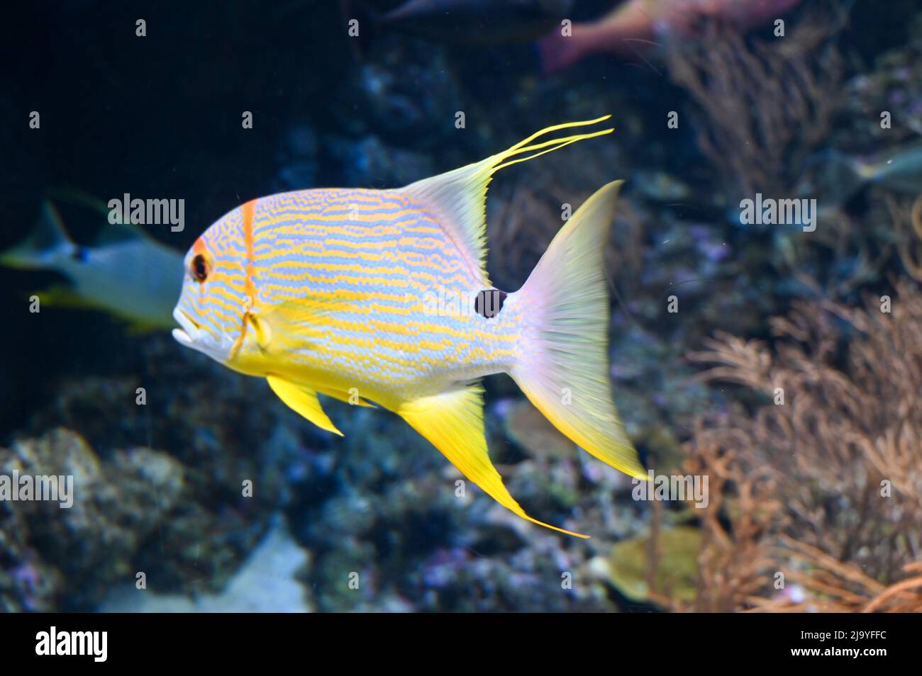 Orange-lined triggerfish (Balistapus undulatus) swimming in Aquarium ...