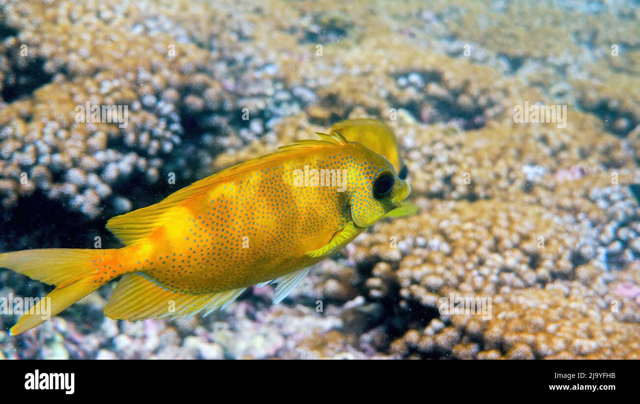 Underwater photo of snorkeling or diving on sea coral, blue-spotted ...