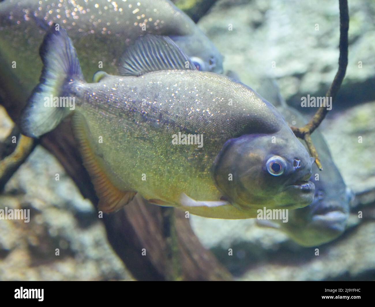 Red-bellied piranha, also known as the red piranha (Pygocentrus ...