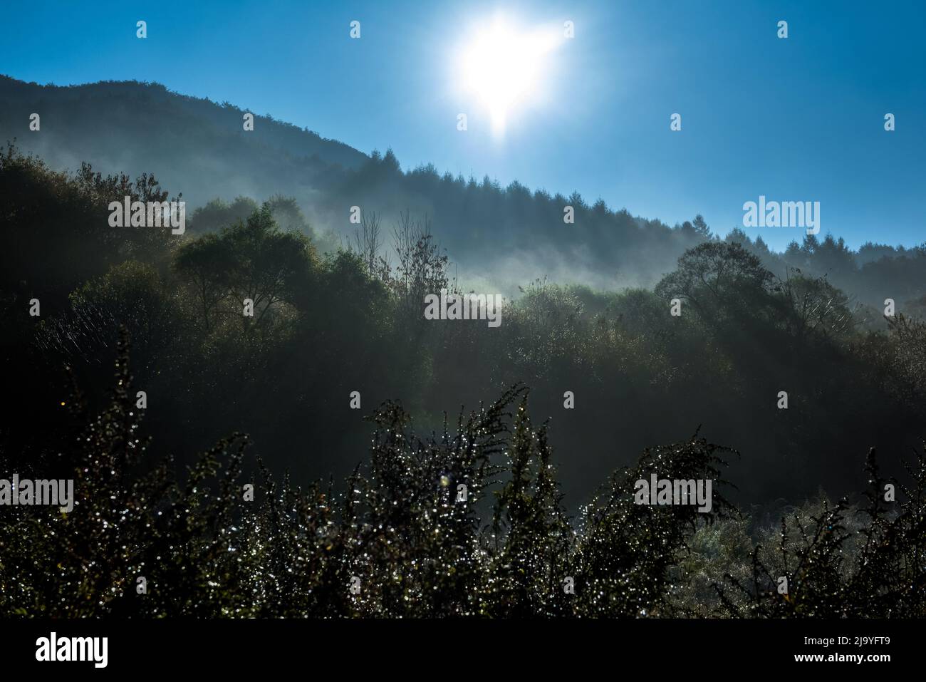 The beautiful tyndall effect at forest Stock Photo - Alamy