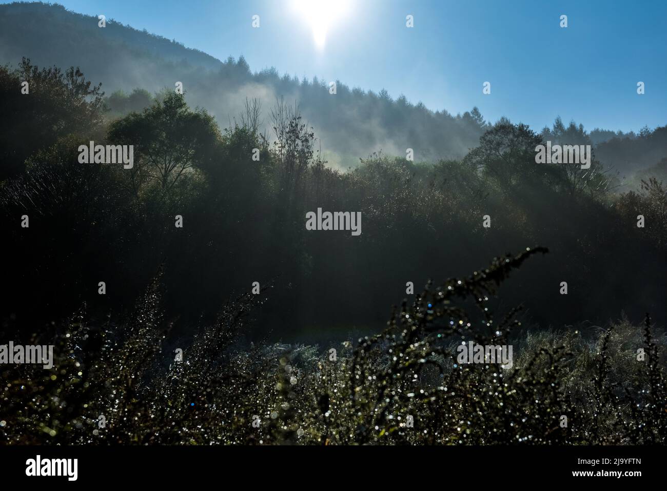 The beautiful tyndall effect at forest Stock Photo - Alamy