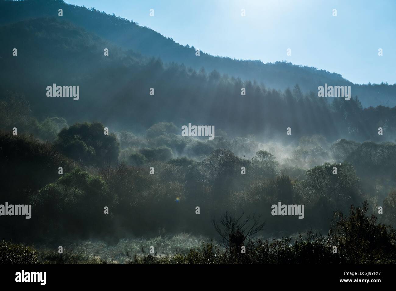 The beautiful tyndall effect at forest Stock Photo - Alamy