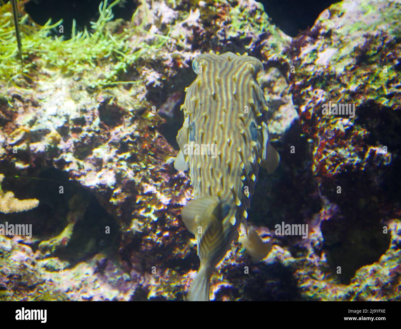 Exotic aquarium fishes swim hi-res stock photography and images - Alamy