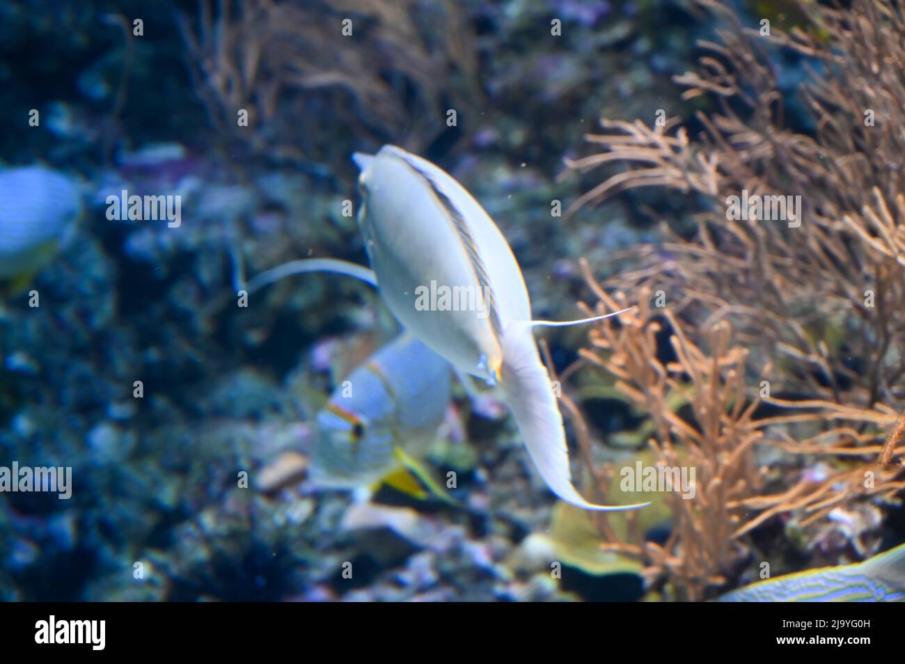 Orange spine unicornfish also known as Naso lituratus, barcheek ...