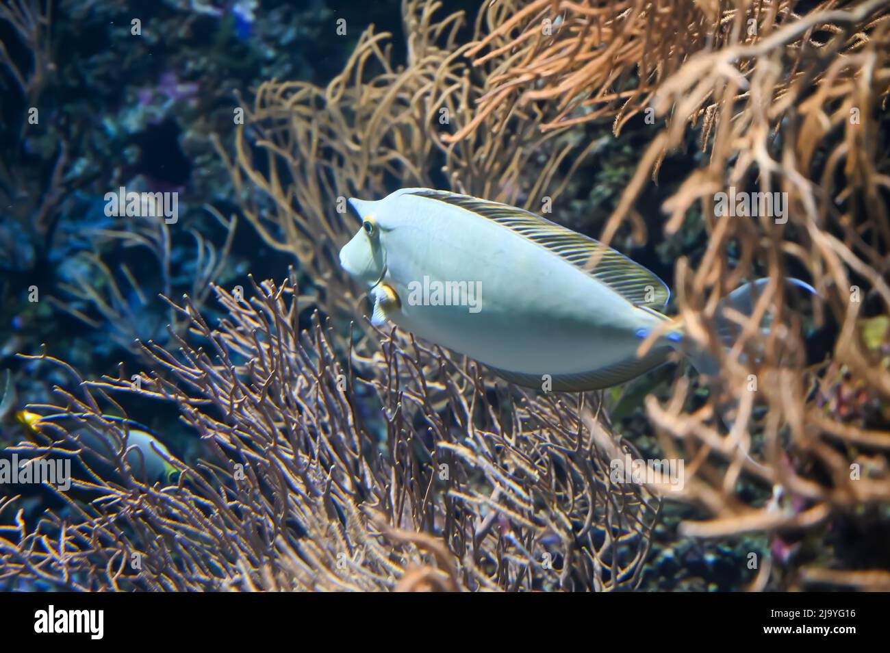 Orange spine unicornfish also known as Naso lituratus, barcheek ...