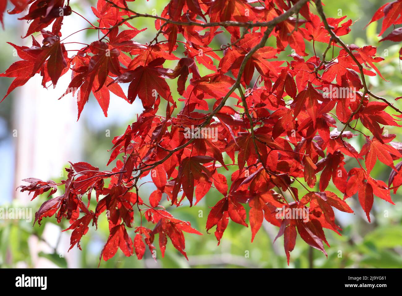 Red leaves japan hi-res stock photography and images - Alamy