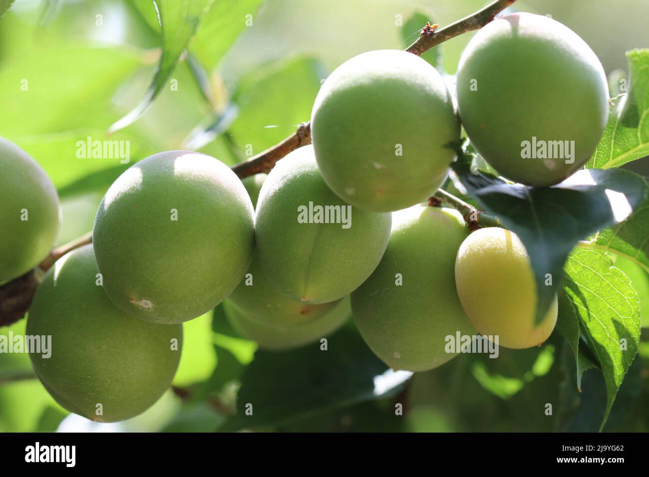 Sake with plums hi-res stock photography and images - Alamy