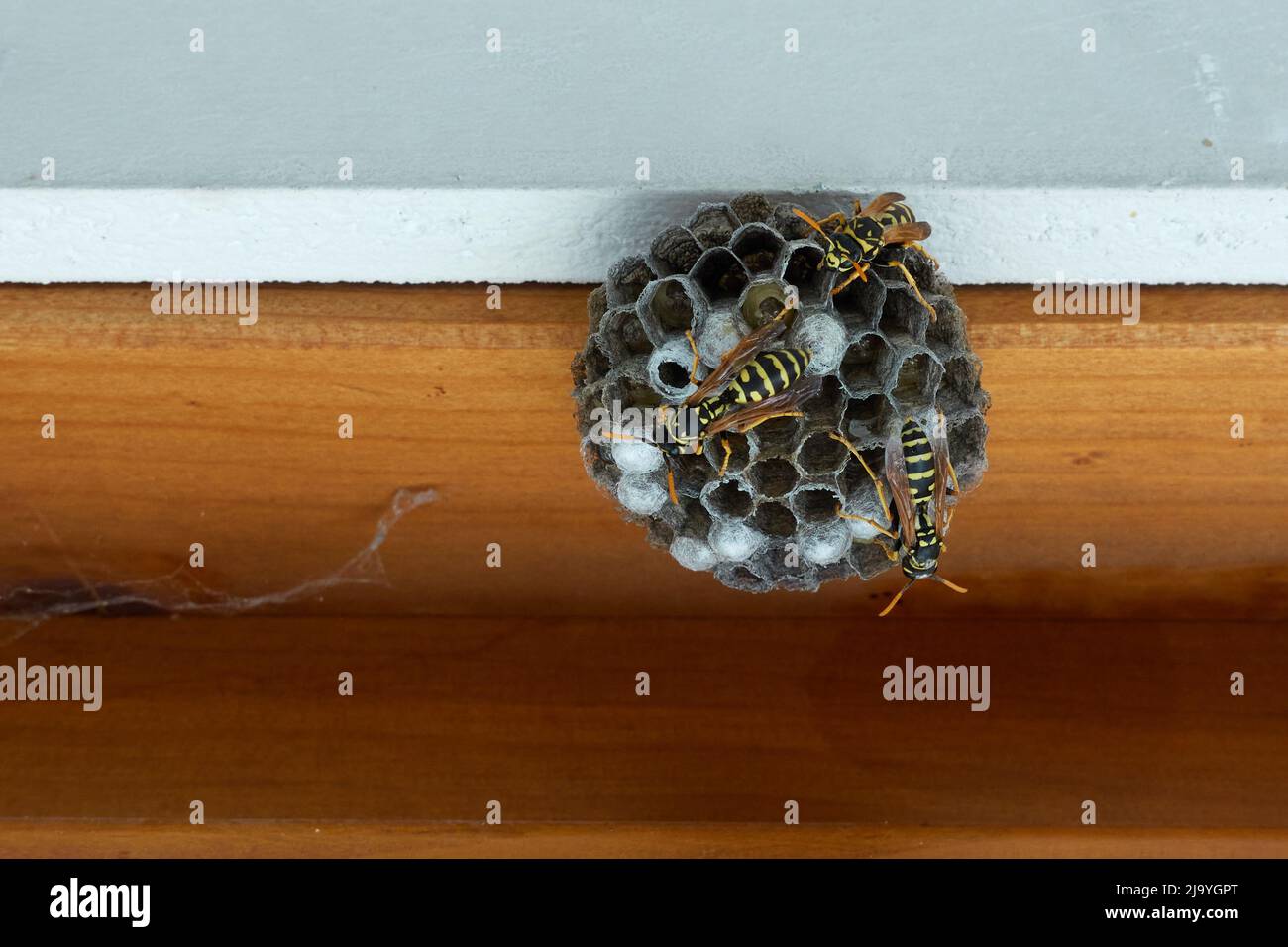Wasp Nest on a brown window reveal with a white wall Stock Photo - Alamy