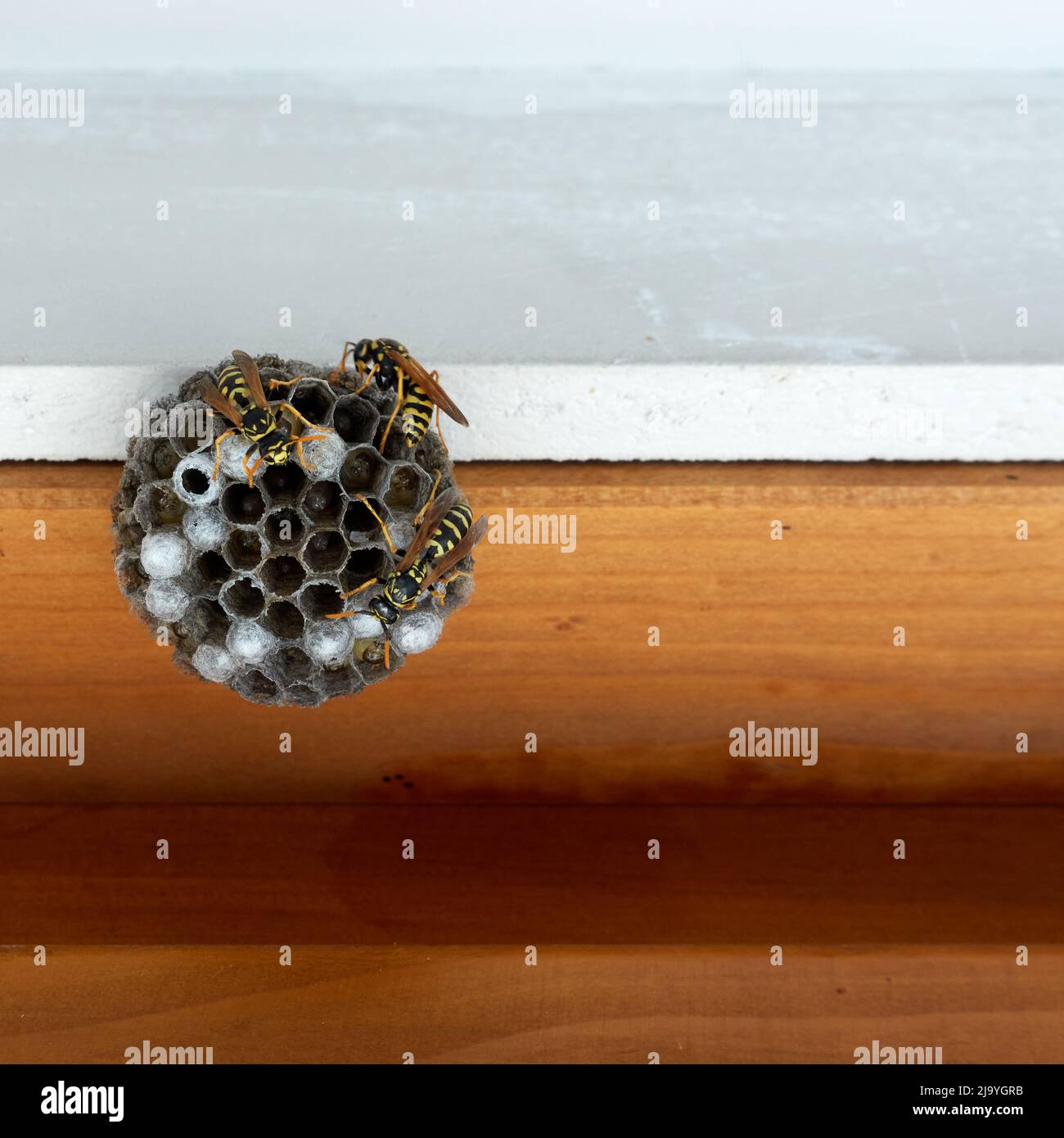 Wasp Nest on a brown window reveal with a white wall Stock Photo - Alamy