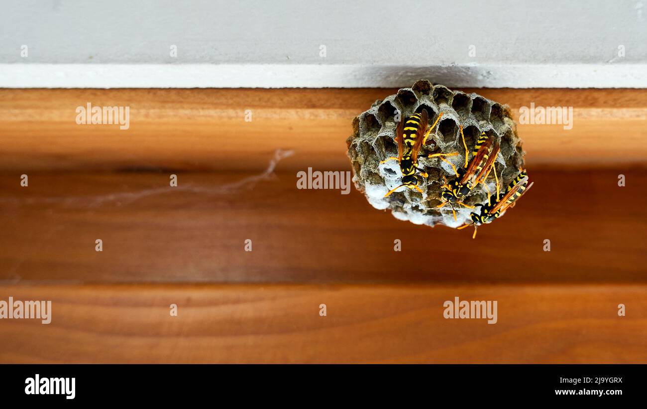 Wasp Nest on a brown window reveal with a white wall Stock Photo - Alamy