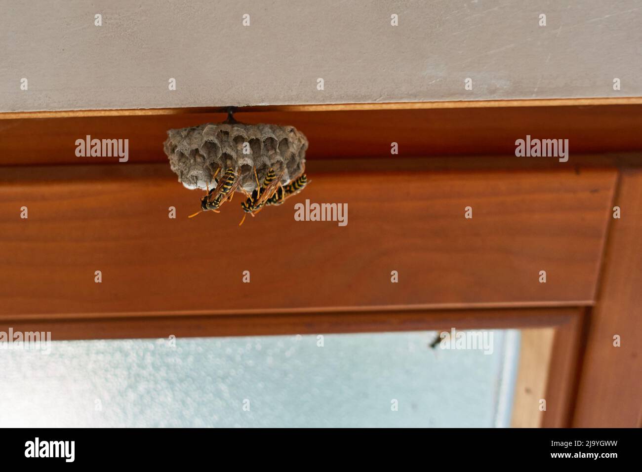 Wasp Nest on a brown window reveal with a white wall Stock Photo - Alamy