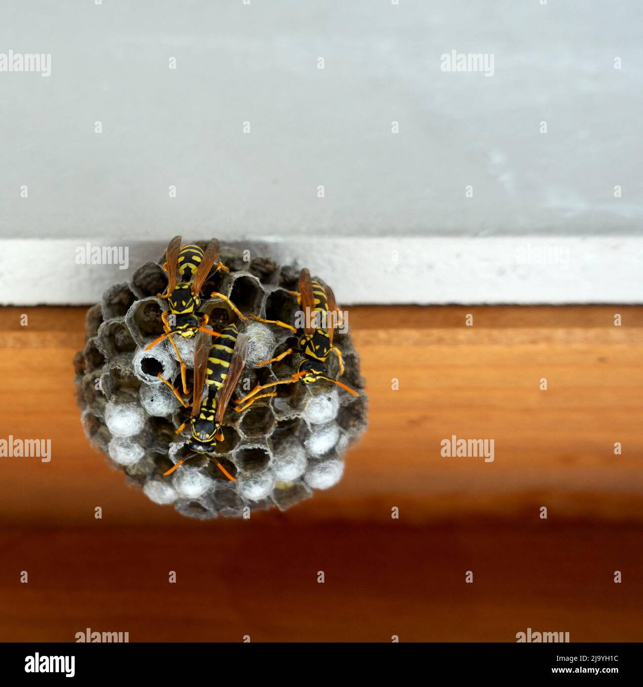 Wasp Nest on a brown window reveal with a white wall Stock Photo - Alamy