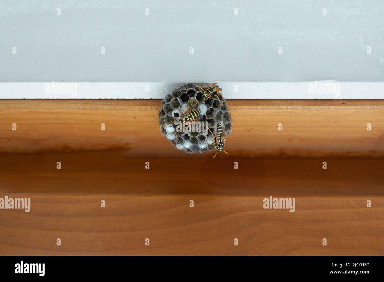 Wasp Nest on a brown window reveal with a white wall Stock Photo - Alamy