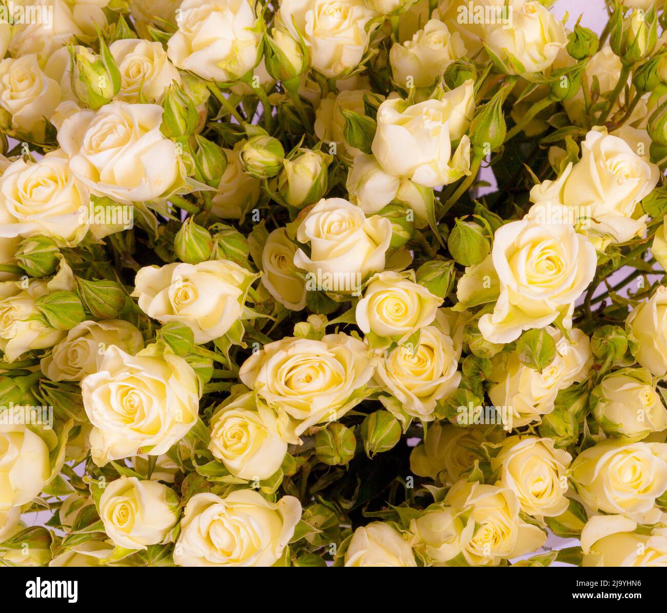 Natural tan close up roses background Stock Photo - Alamy