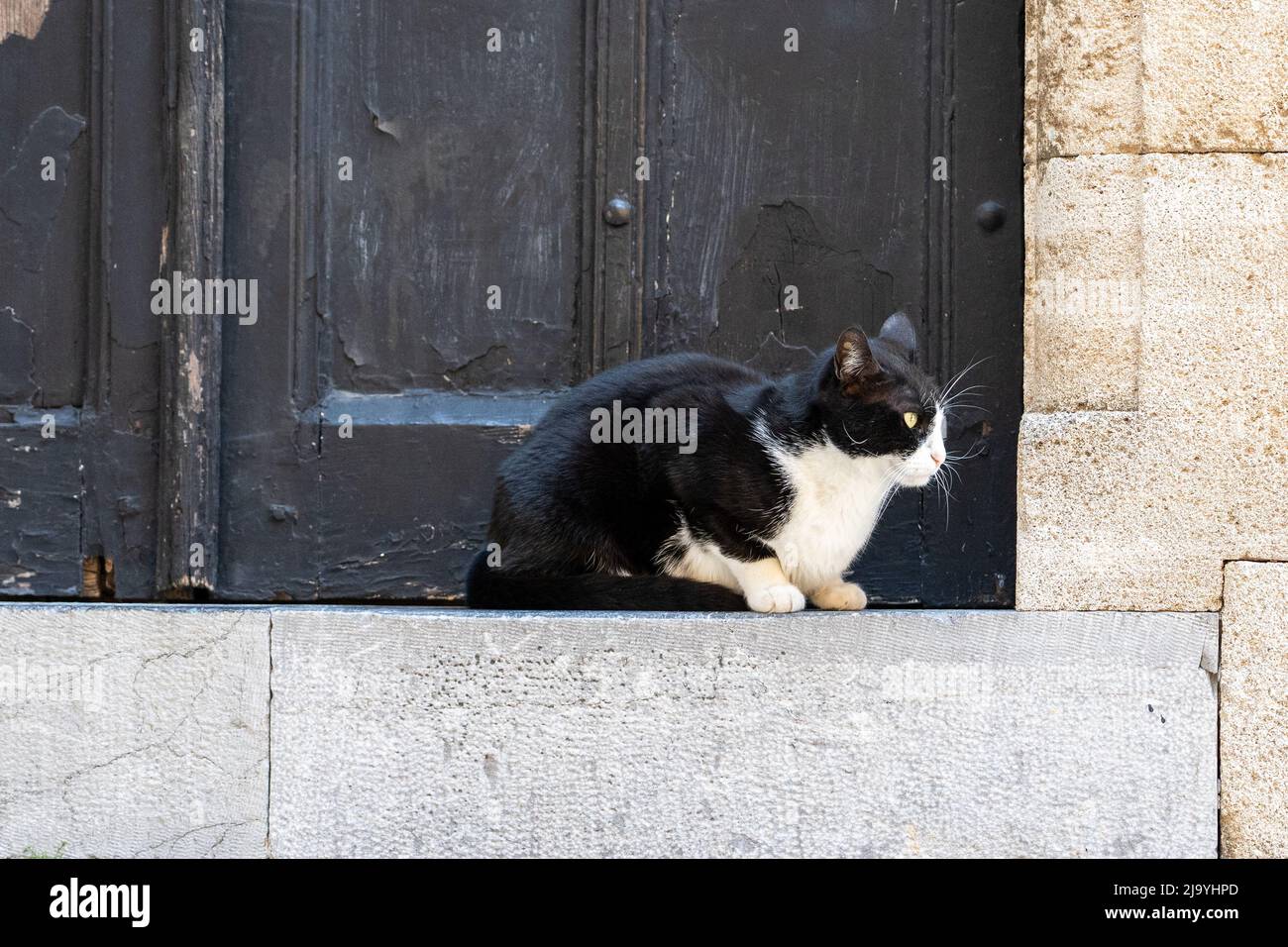 Beautiful black white kitten close hi-res stock photography and images ...