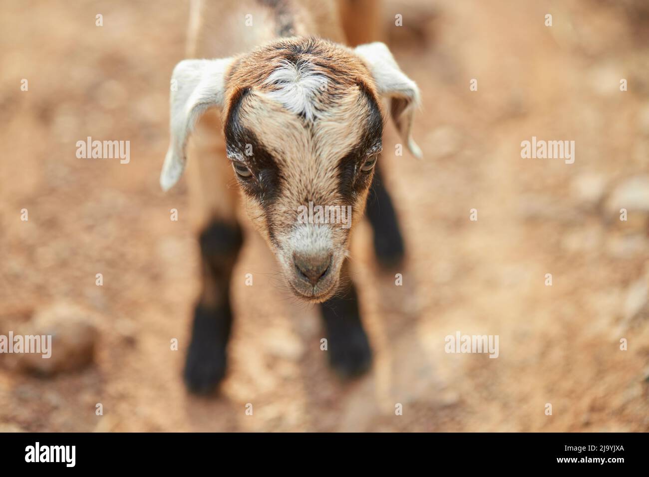 Kid goat hi-res stock photography and images - Alamy