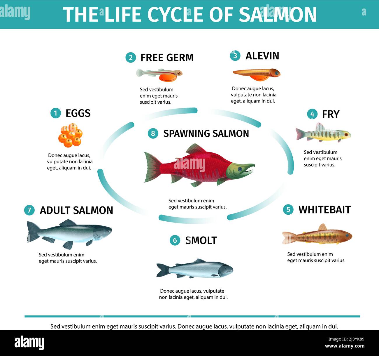 Life cycle salmon infographics with isolated images of fishes editable ...