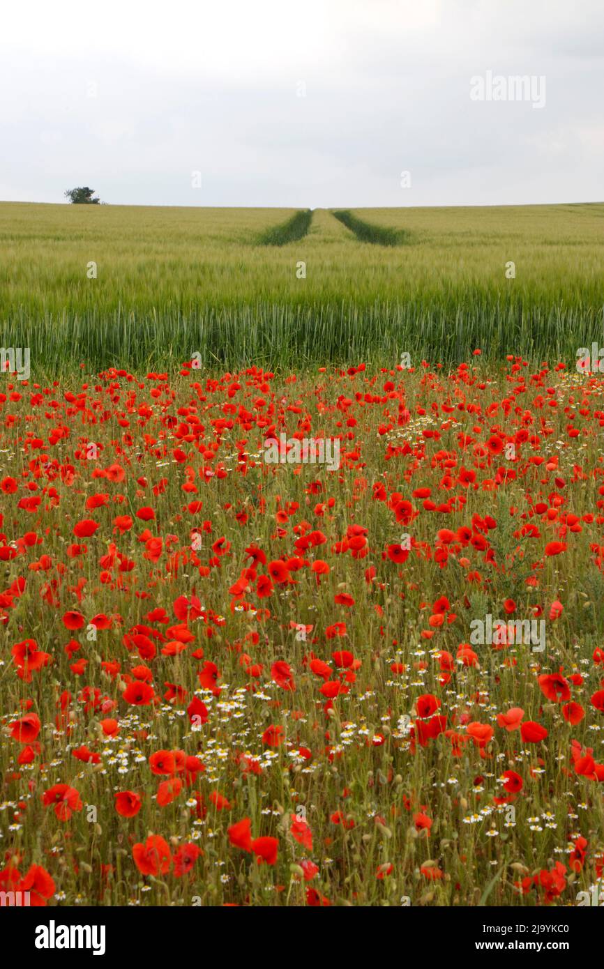 Poppies at South Stoke, Oxfordshire, England, UK Stock Photo - Alamy