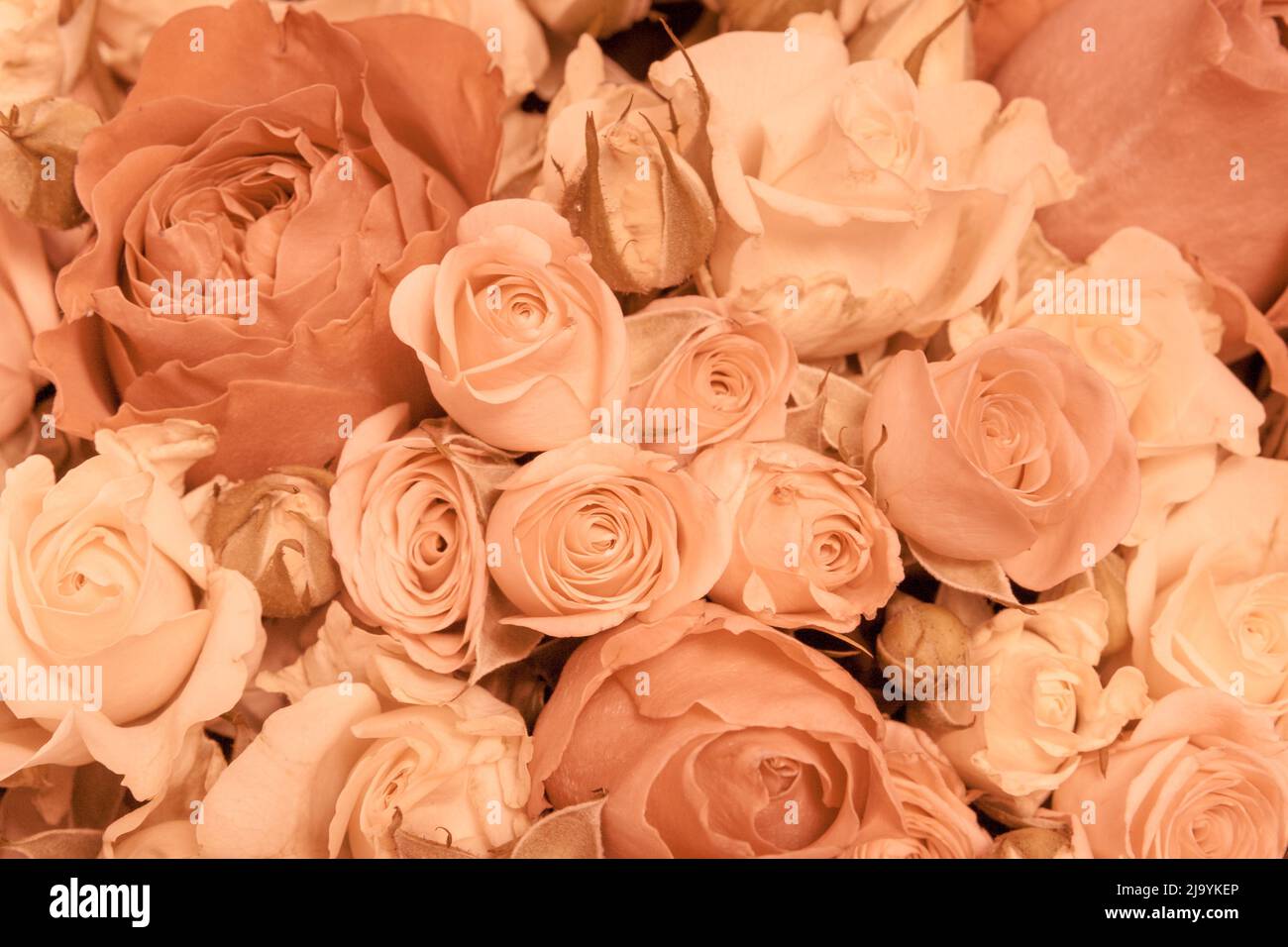 Festive background peach crimson hi-res stock photography and images ...