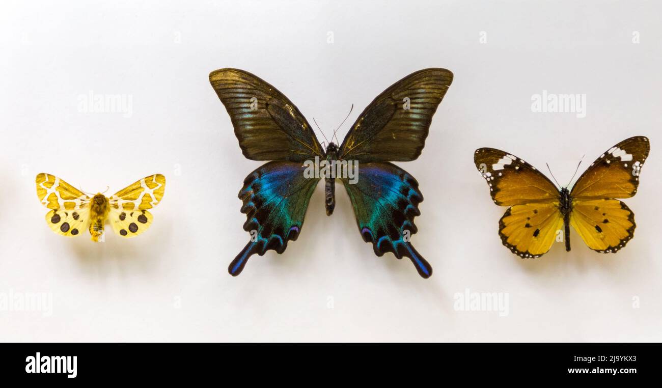 Beautiful three butterfly on white background Stock Photo - Alamy