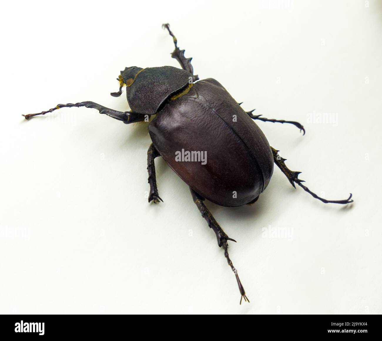 Rhinocerosbeetle hi-res stock photography and images - Alamy