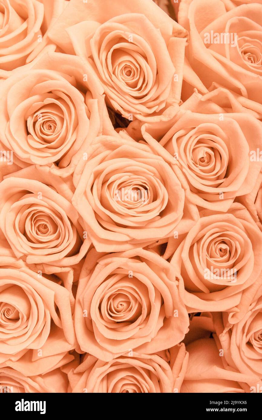 Tan and peach rosesbackground pattern Stock Photo - Alamy